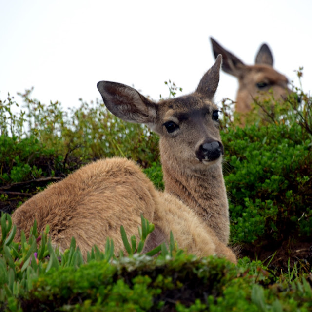 Adventures through Photography: Point Reyes National Seashore April 10 ...