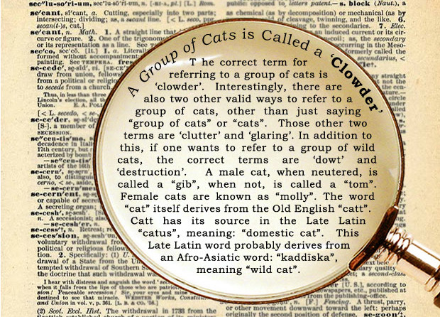 Aspundir: Interesting Word And Phrase Facts