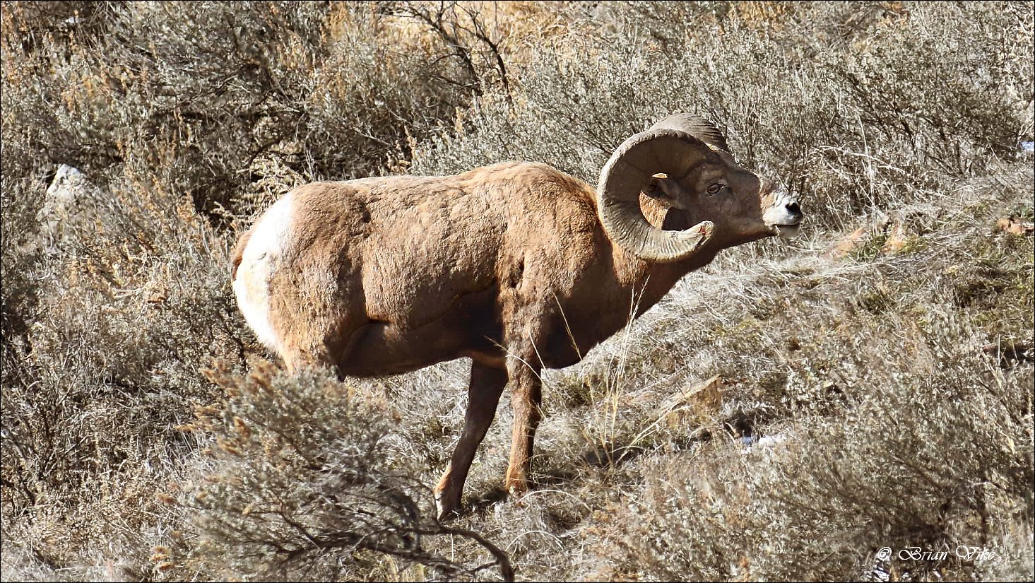 Photos From Around Kamloops & Area British Columbia Canada. (Over 3,109 ...