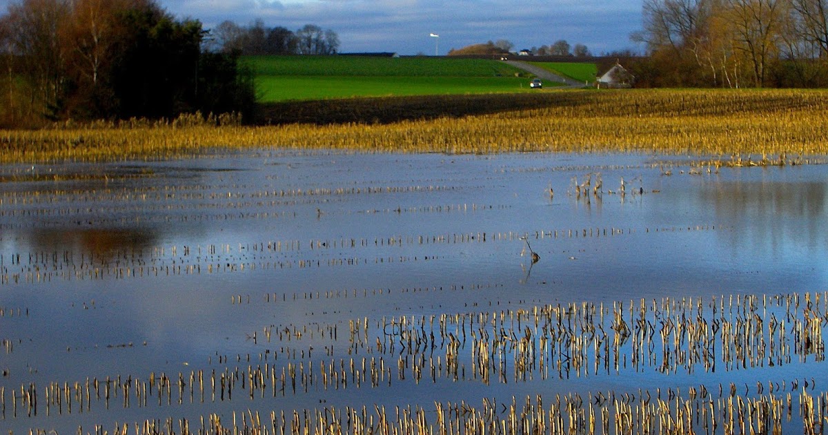 Karen`s Nature Photography: Flooded Maize Stubble Field.