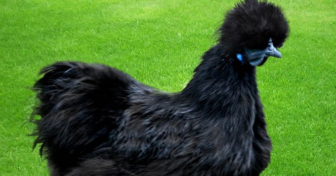 Black Fluffy Chicken
