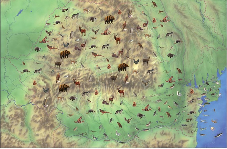 Save the planet!: FAUNA ROMÂNIEI