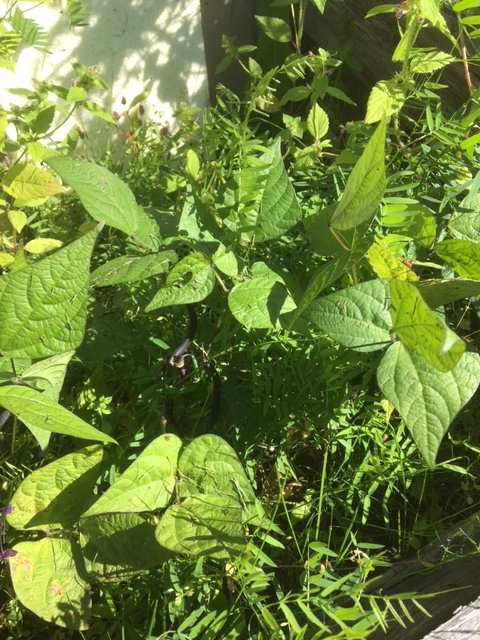 Wicked Raven Farm Blog: When Green Beans arent Green - or are they?