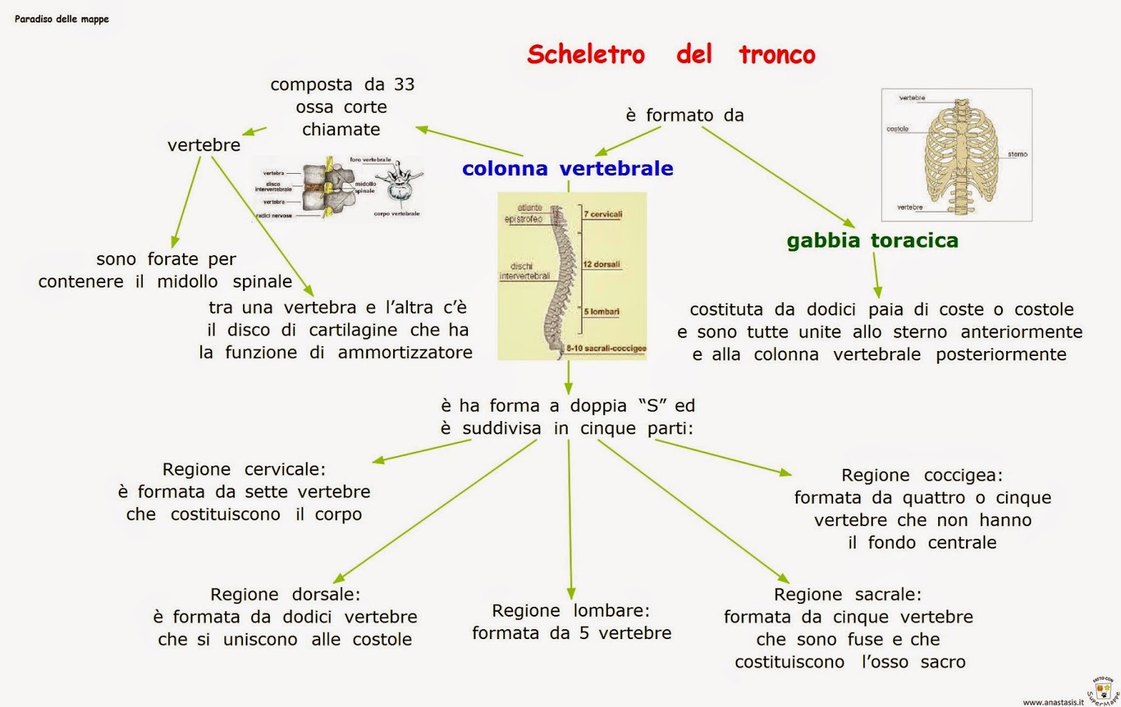 Paradiso delle mappe: Scheletro del tronco