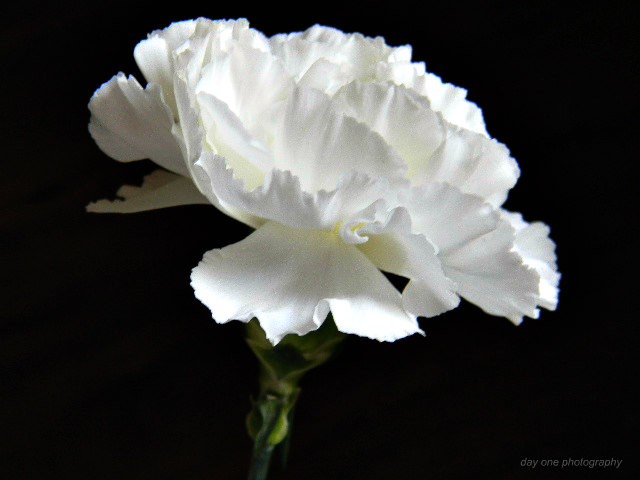 Day One Photography: White Carnation