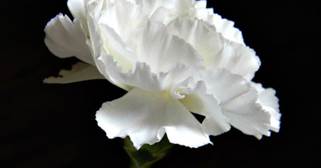 Day One Photography: White Carnation