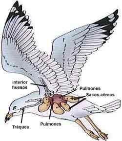 Universo Animal: La respiración en los animales
