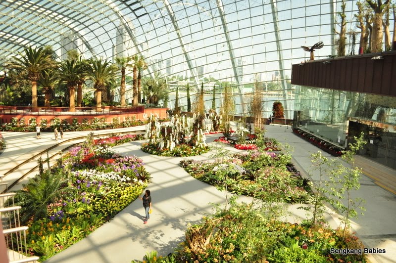 SengkangBabies: Flower Dome splendor