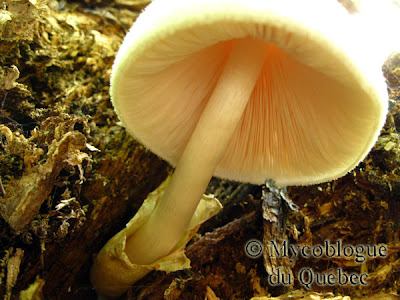 Le Mycoblogue du Québec: SORTIE MYCOLOGIQUE : ÎLE D'ORLÉANS ET CAP ...