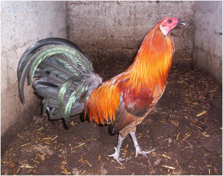 Gallos Y Galleros: Los Brown Red.