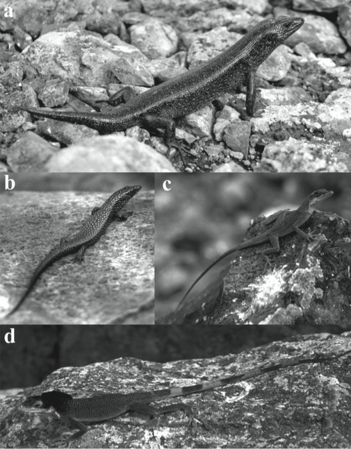 Fundación Malpelo: julio 2015