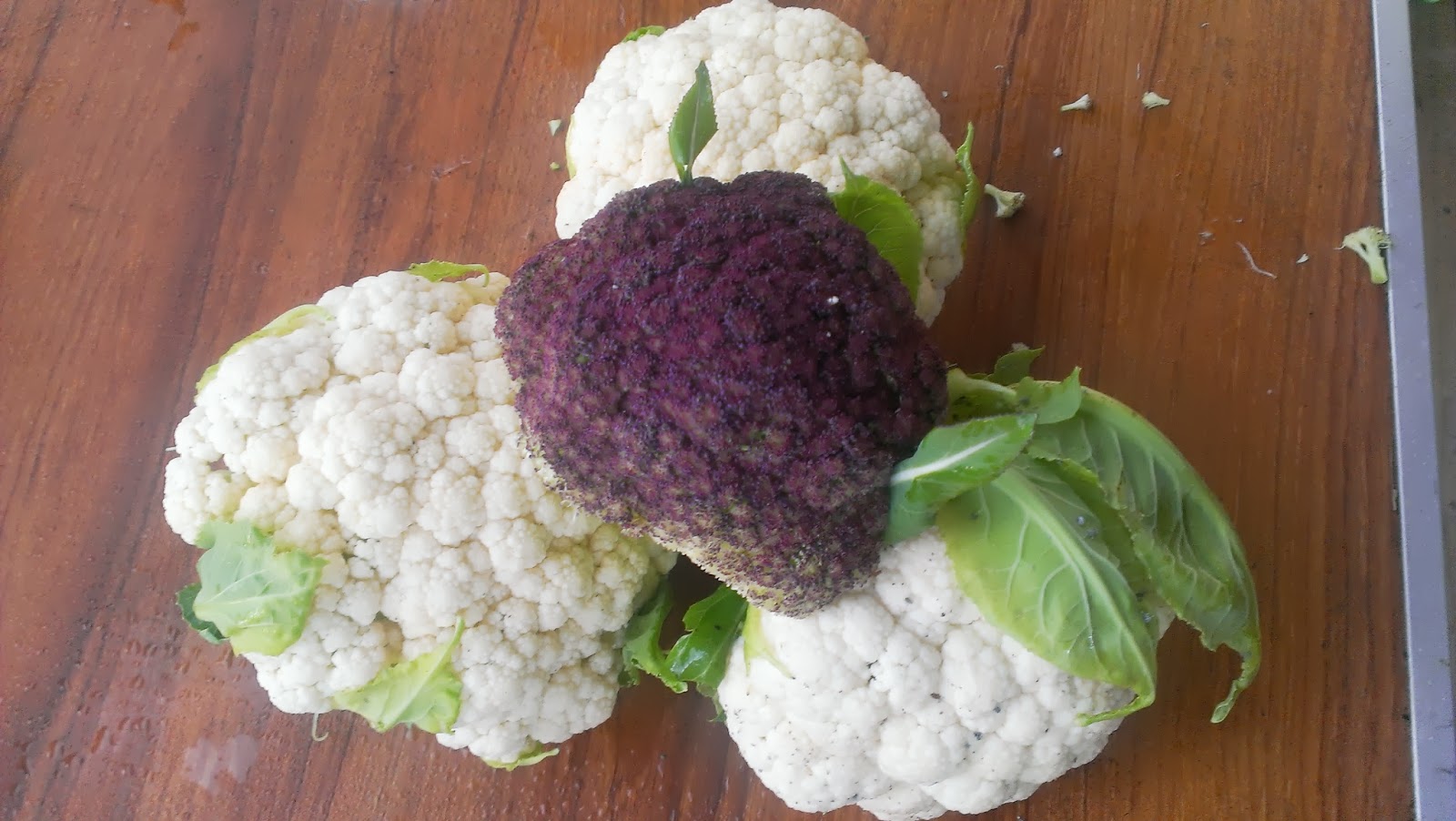 Glut: a year in my patch: Cauliflower ears