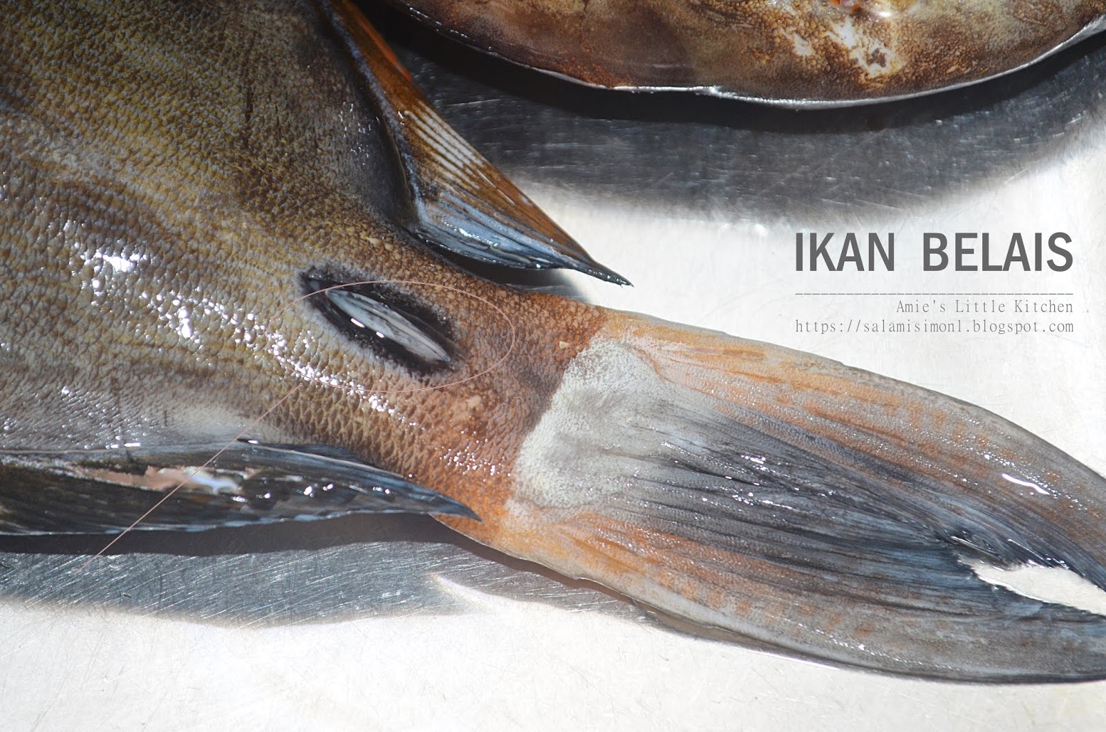 Kenali Ikan Kumai & Ikan Panit - Amie's Little Kitchen