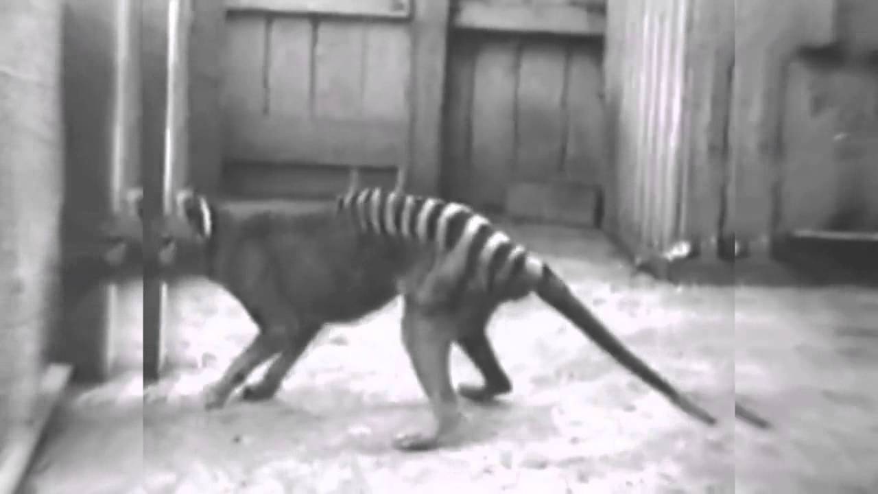 EL ANIMAL INVISIBLE: El último cazador y el tilacino como metáfora de ...