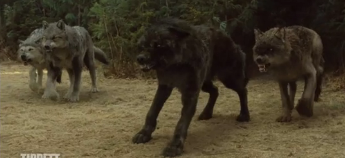 Twilight Pack: History With The Cullens