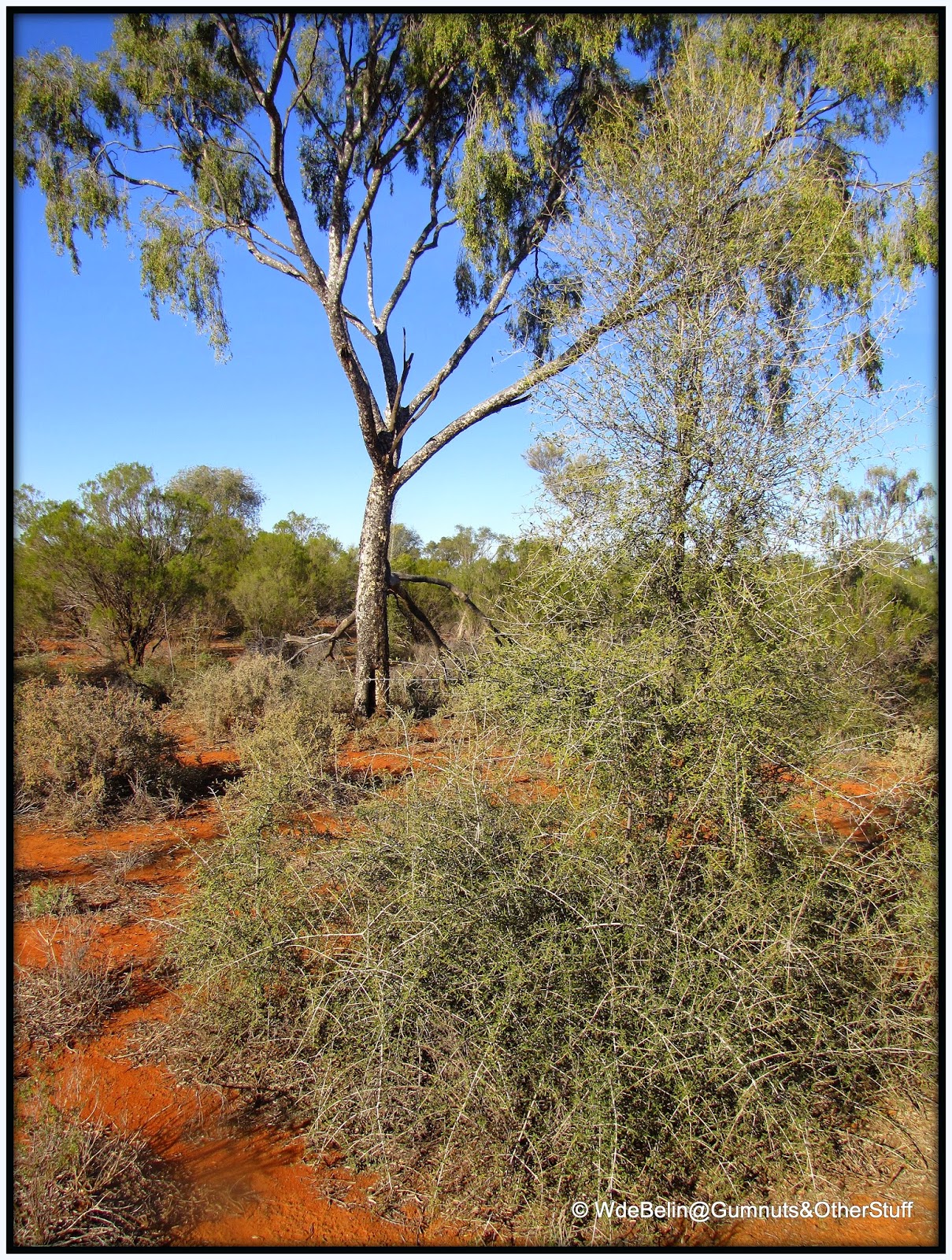 Flora Friday in Oz: Wilpena Pound and plants of the Strzelecki Desert Area.