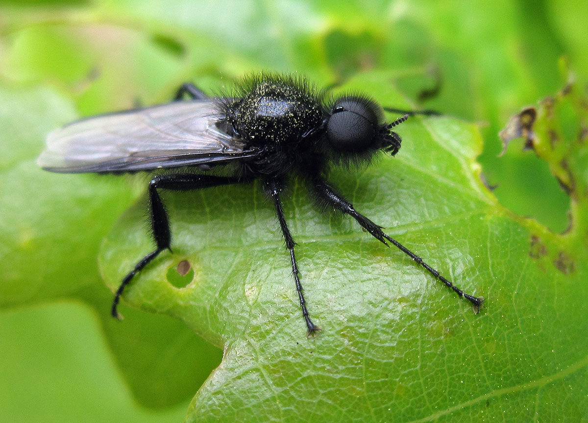 St. Mark's Fly | Naturally