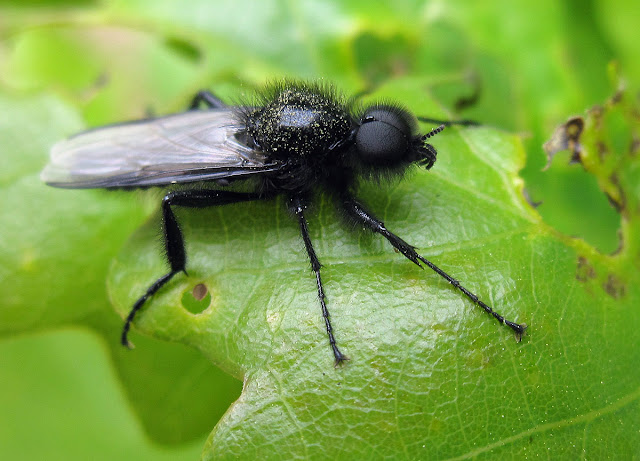 St. Mark's Fly | Naturally