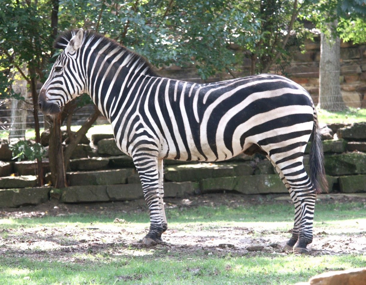 All Animals: Zebra Profile,News,Photos