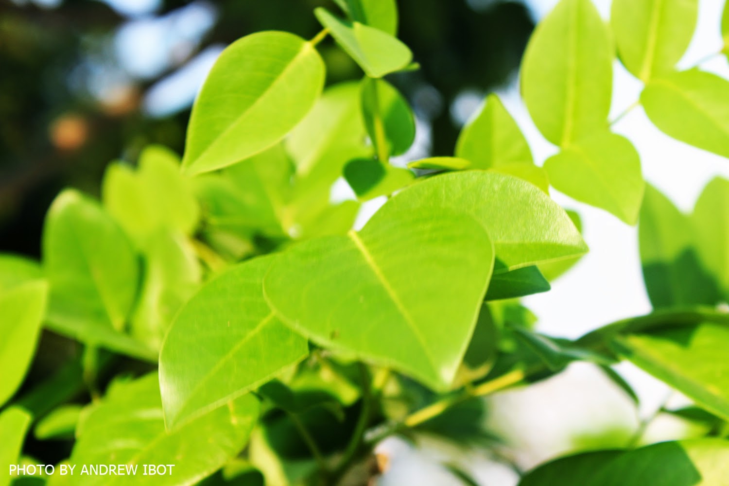 Ako si ANDREW IBOT!: Kakawate (Gliridia sepium (Jacg.) Steud)