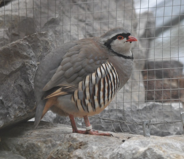ZOOTOGRAFIANDO (6.100 ANIMALS): PERDIZ GRIEGA / ROCK PARTRIDGE ...