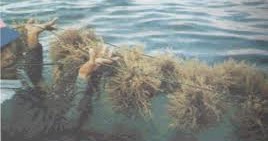 Metode Tali Panjang Pada Budidaya Rumput Laut