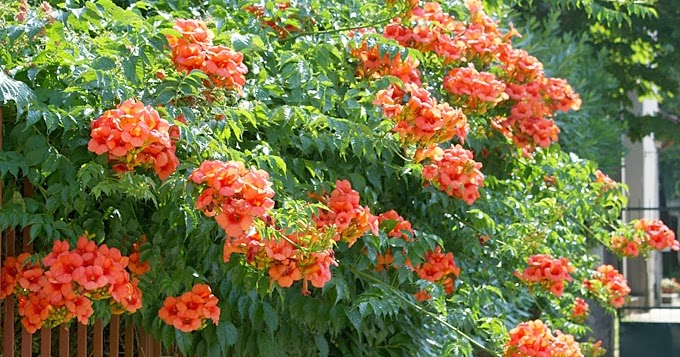 Acem Borusu sarmasigi (Campsis radicans) Sarıcı ve Tırmanıcı bitki ...