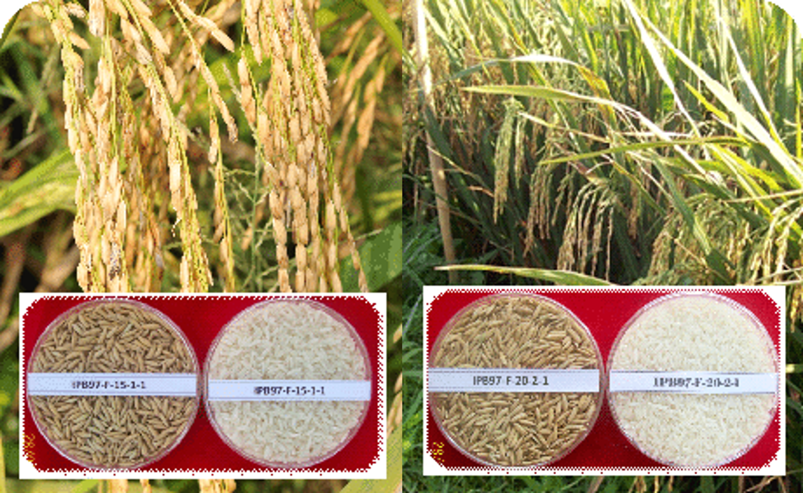 Mengenal Inovasi Padi Varietas IPB 3S dan IPB 4S - mastimon.com