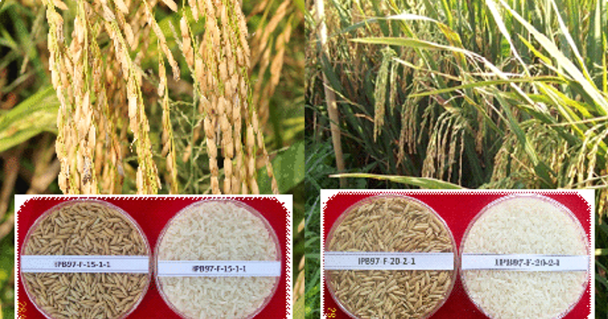 Mengenal Inovasi Padi Varietas IPB 3S dan IPB 4S - mastimon.com