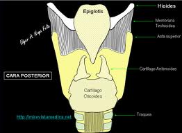 anatomiafacial: MUSCULOS EXTRINSECOS DE LA LARINGE
