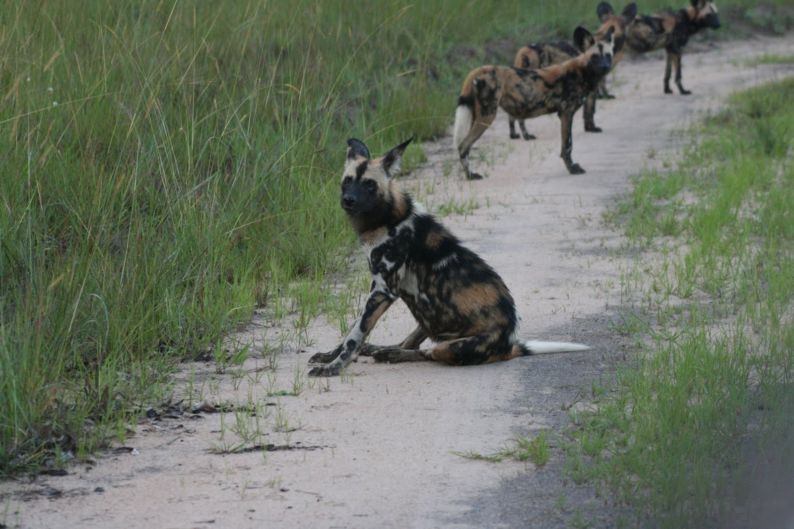 PAINTED DOGS OF MALAWI: PAINTED DOGS OF KASUNGU NATIONAL PARK MALAWI
