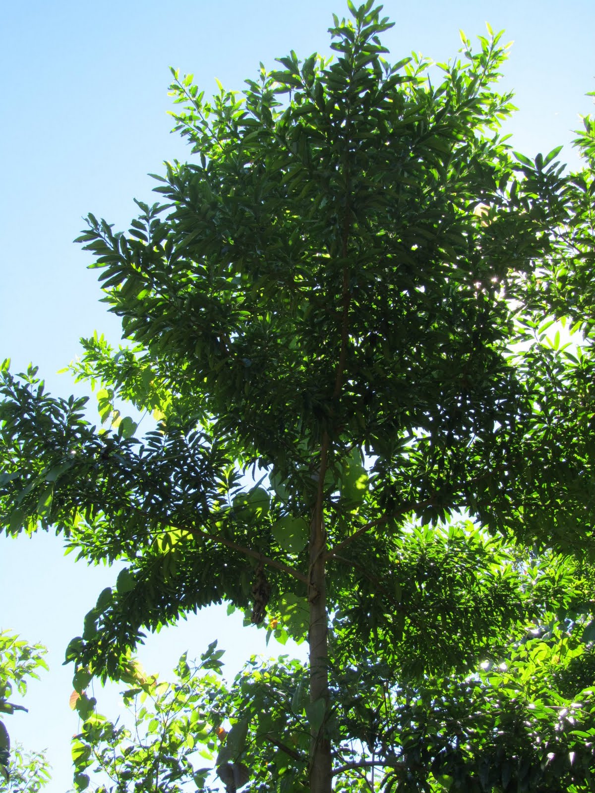 Reforestation in Queensland, Australia: Blue Quandong (Elaeocarpus ...