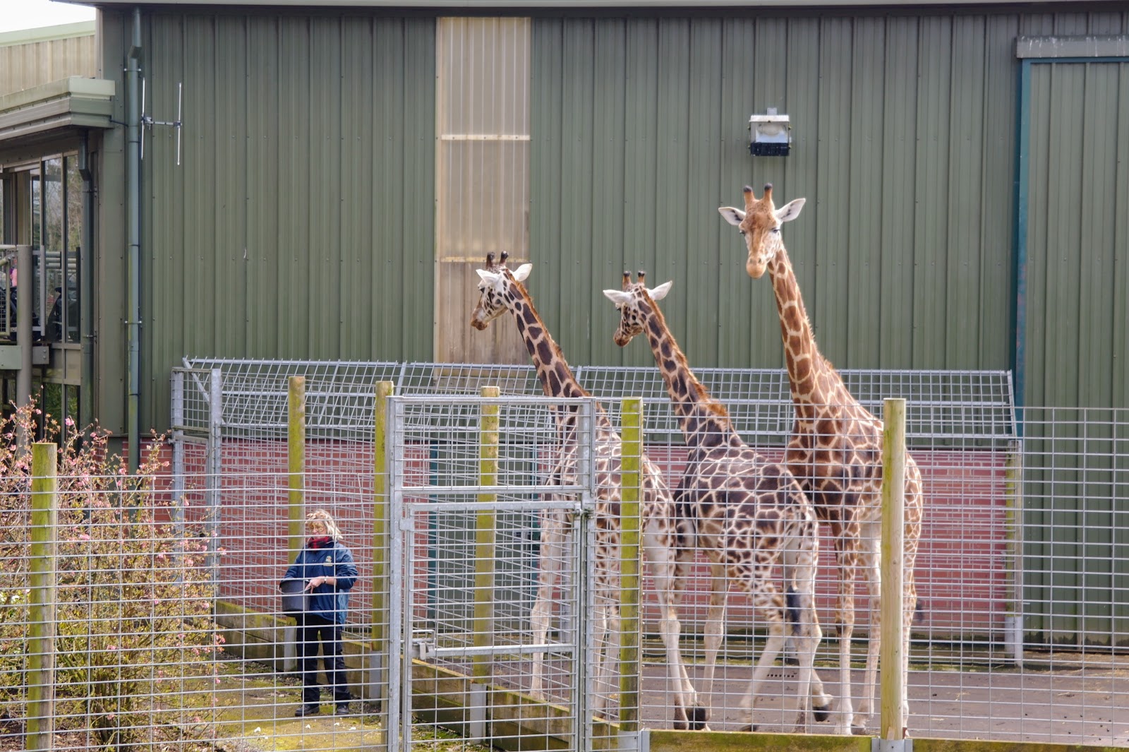 Explore The Adventure: Banham Zoo — Mimi Rose and Me