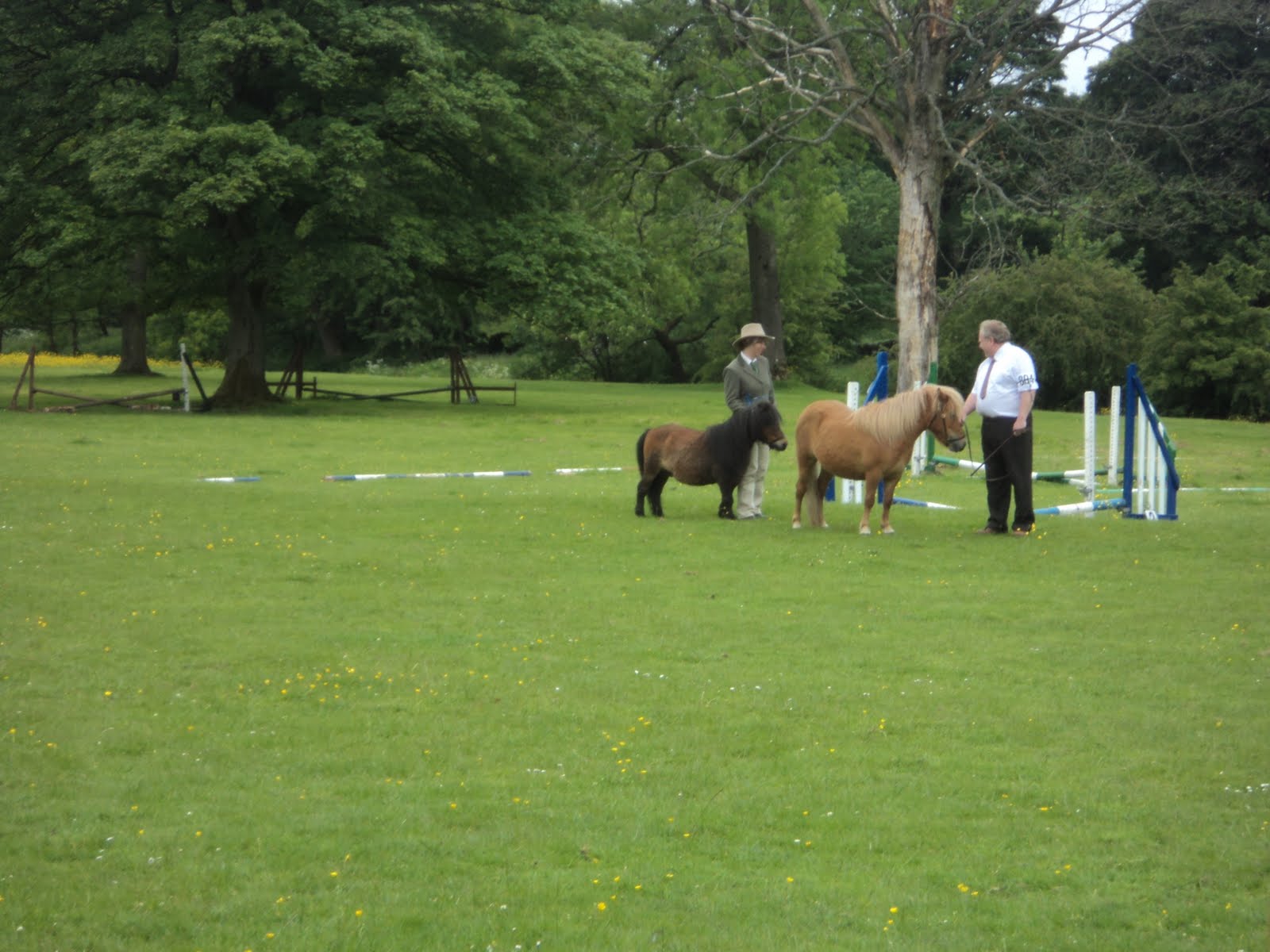 shetland pony shows: North of England Shetland Pony Show