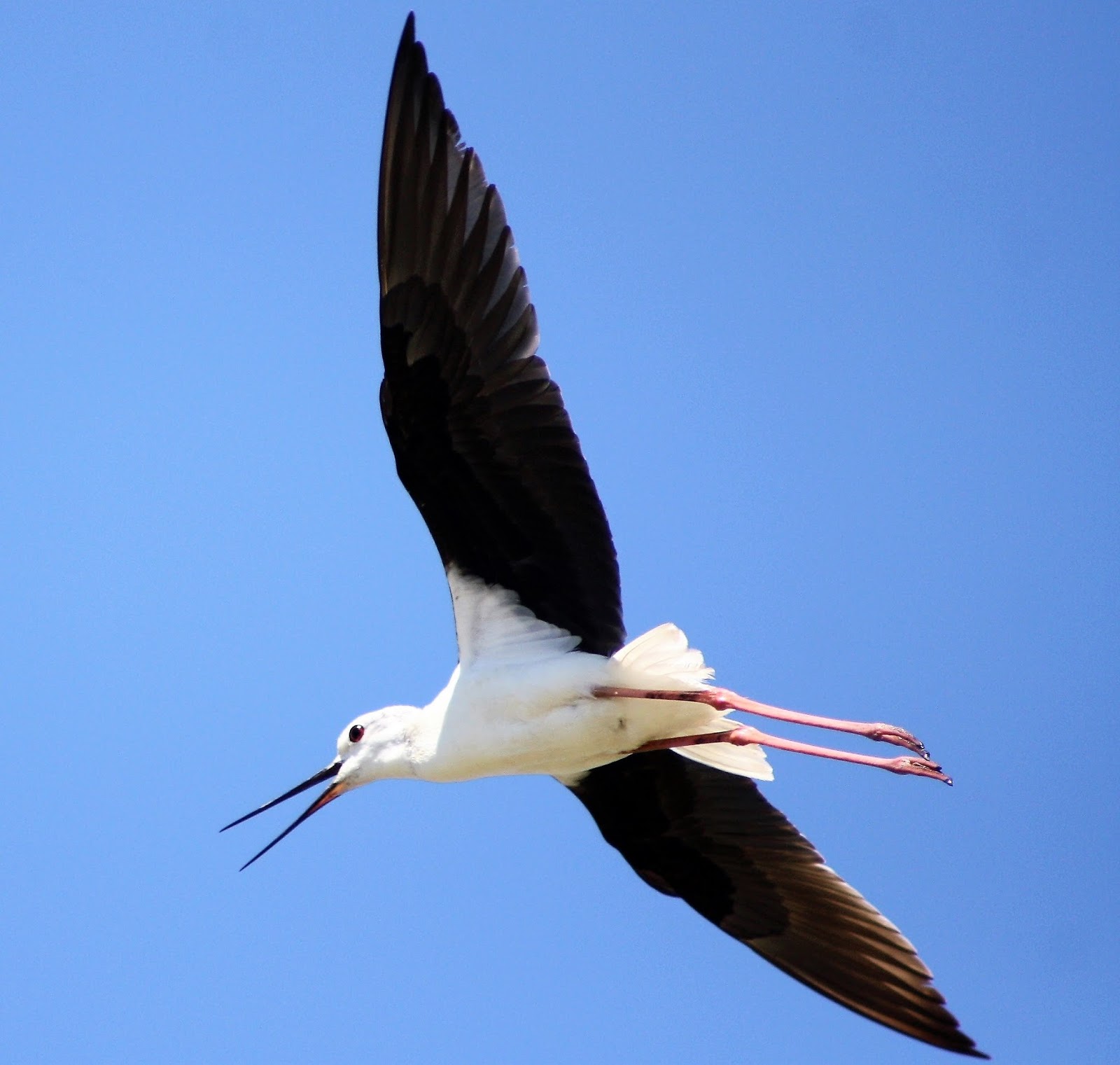 Imagens da vida animal: O voo das aves: Pernilongo (Himantopus himantopus)