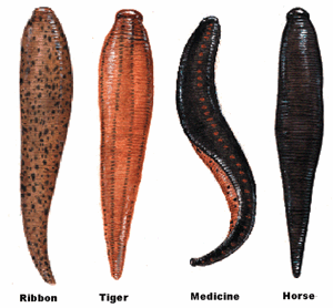 Biology of Animals: Hirudinaria sp. (leech)