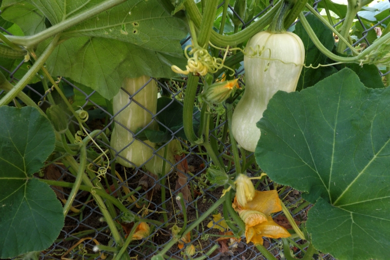 Annie's Kitchen Garden: July 25, 2013 - I'm Being Squashed!