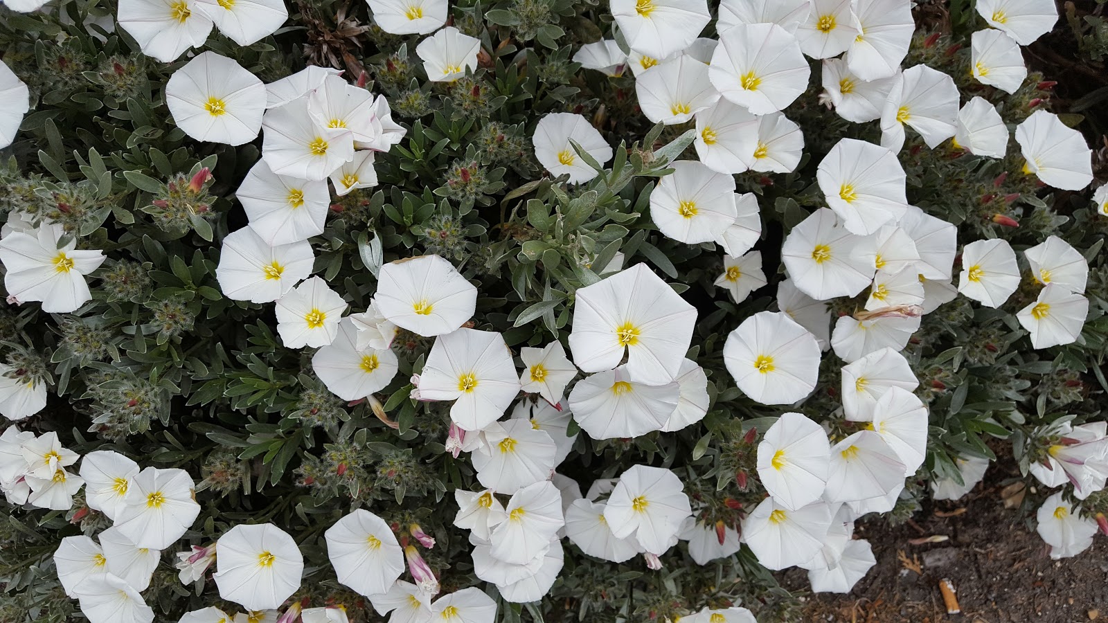 HOW TO GROW CONVOLVULUS CNEORUM |The Garden of Eaden
