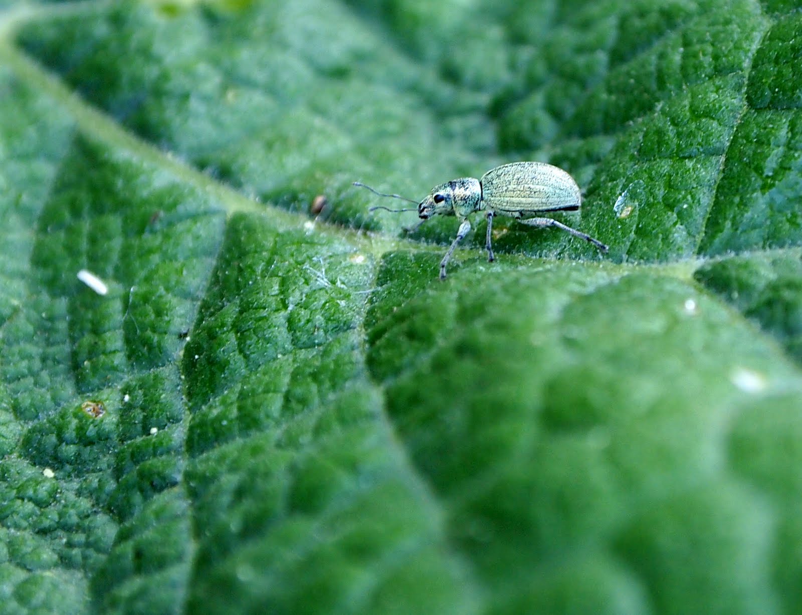 Pásti Csaba blogja: Lepkék, legyek, bogarak