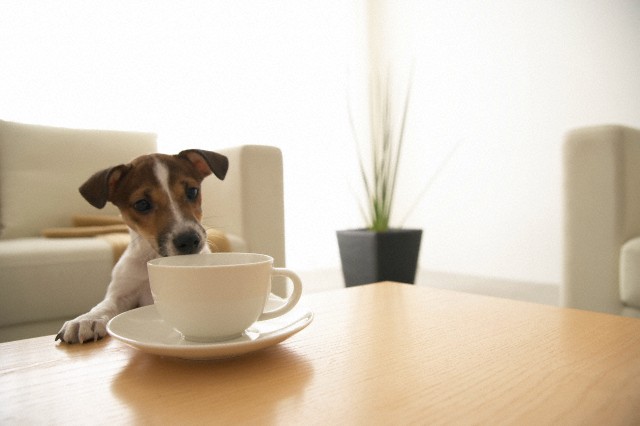 Terrierman's Daily Dose: Coffee and Provocation