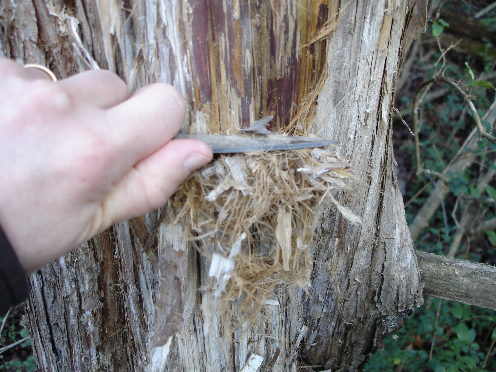 Cedar Bark Tinder