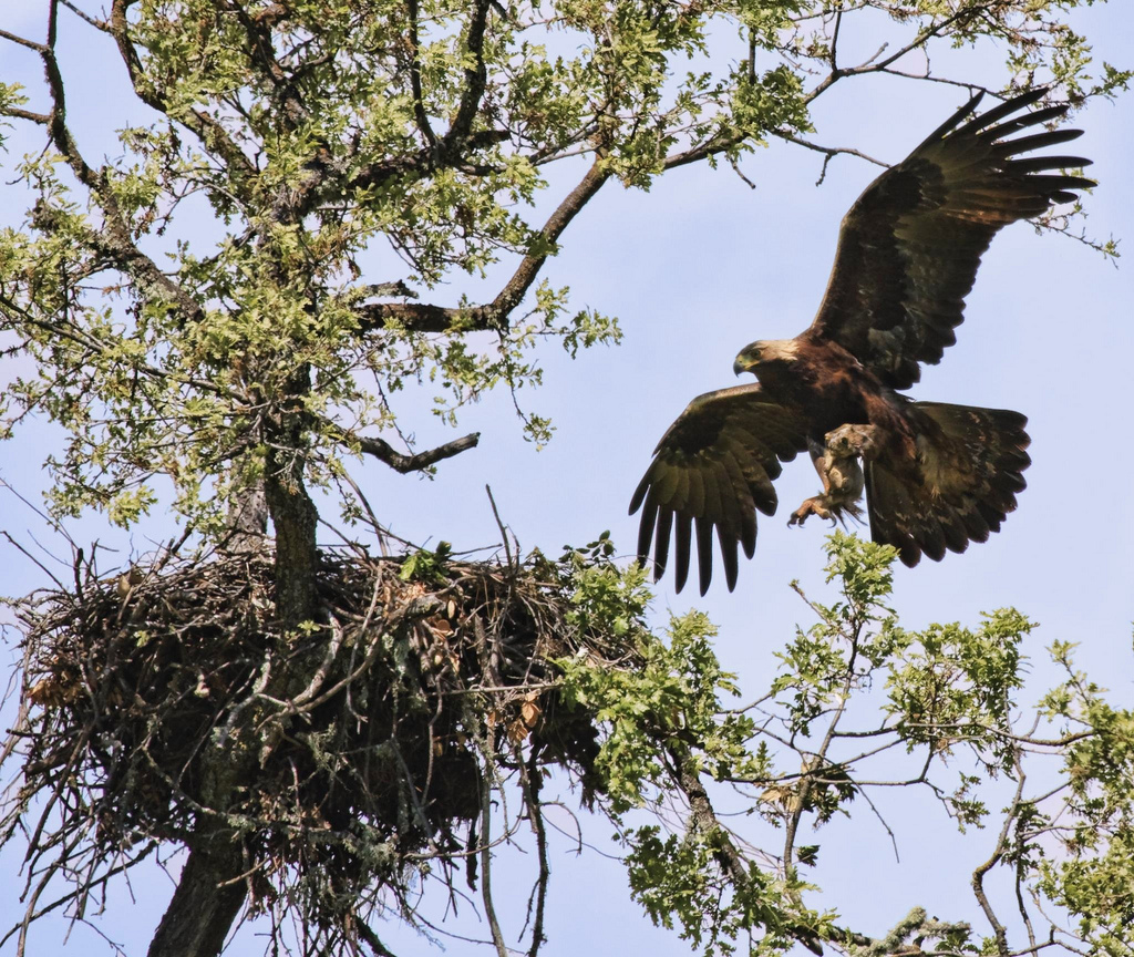 Elang Emas (Aquila chrysaetos) | Pos Hari Ini