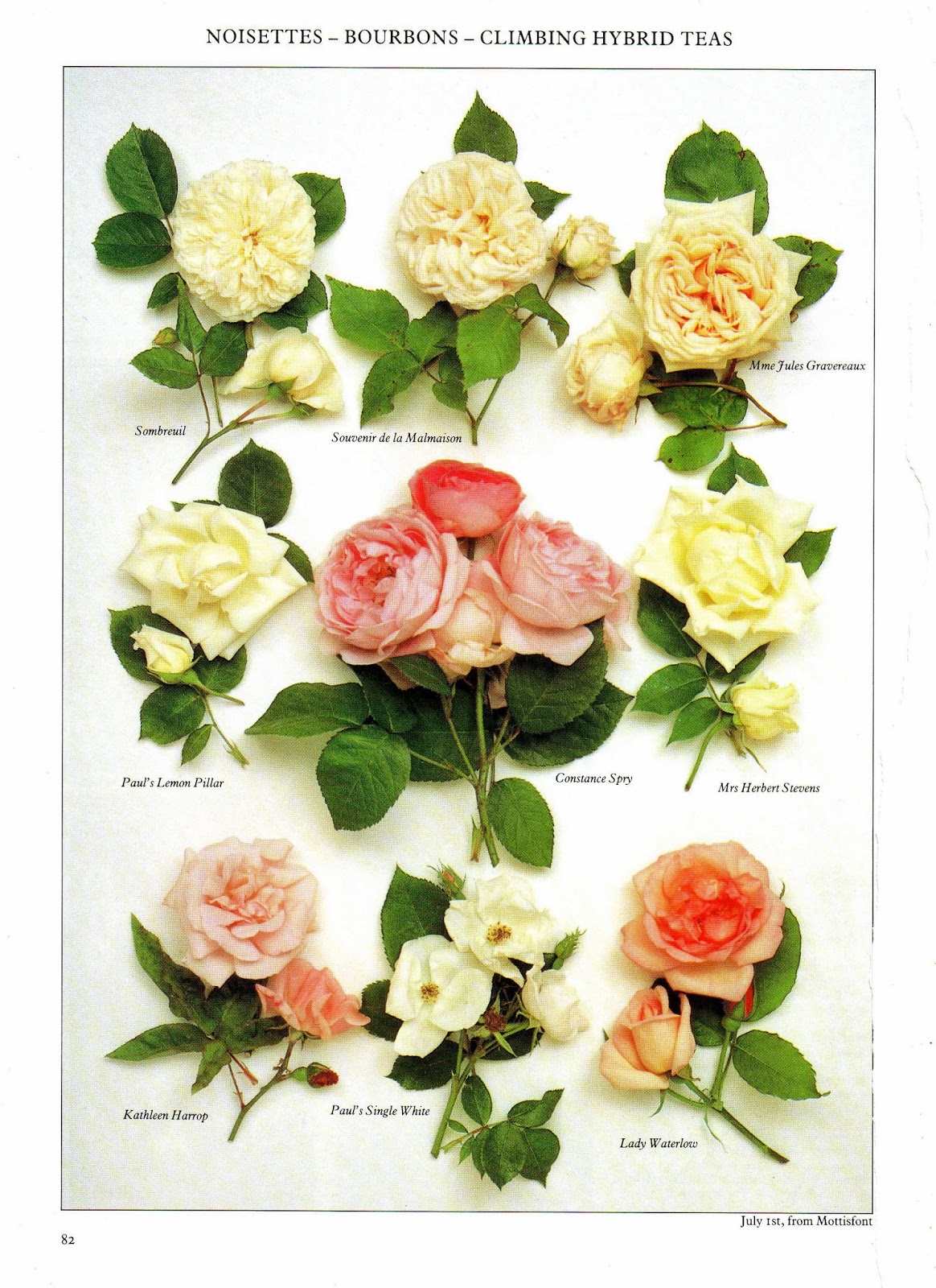 Rose Tinted Illustration: PAGES FROM A BOTANICAL BOOK ON ROSES