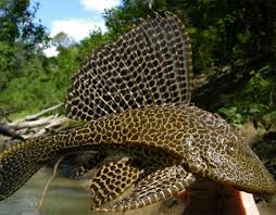 Flora y Fauna del Estado de Tabasco