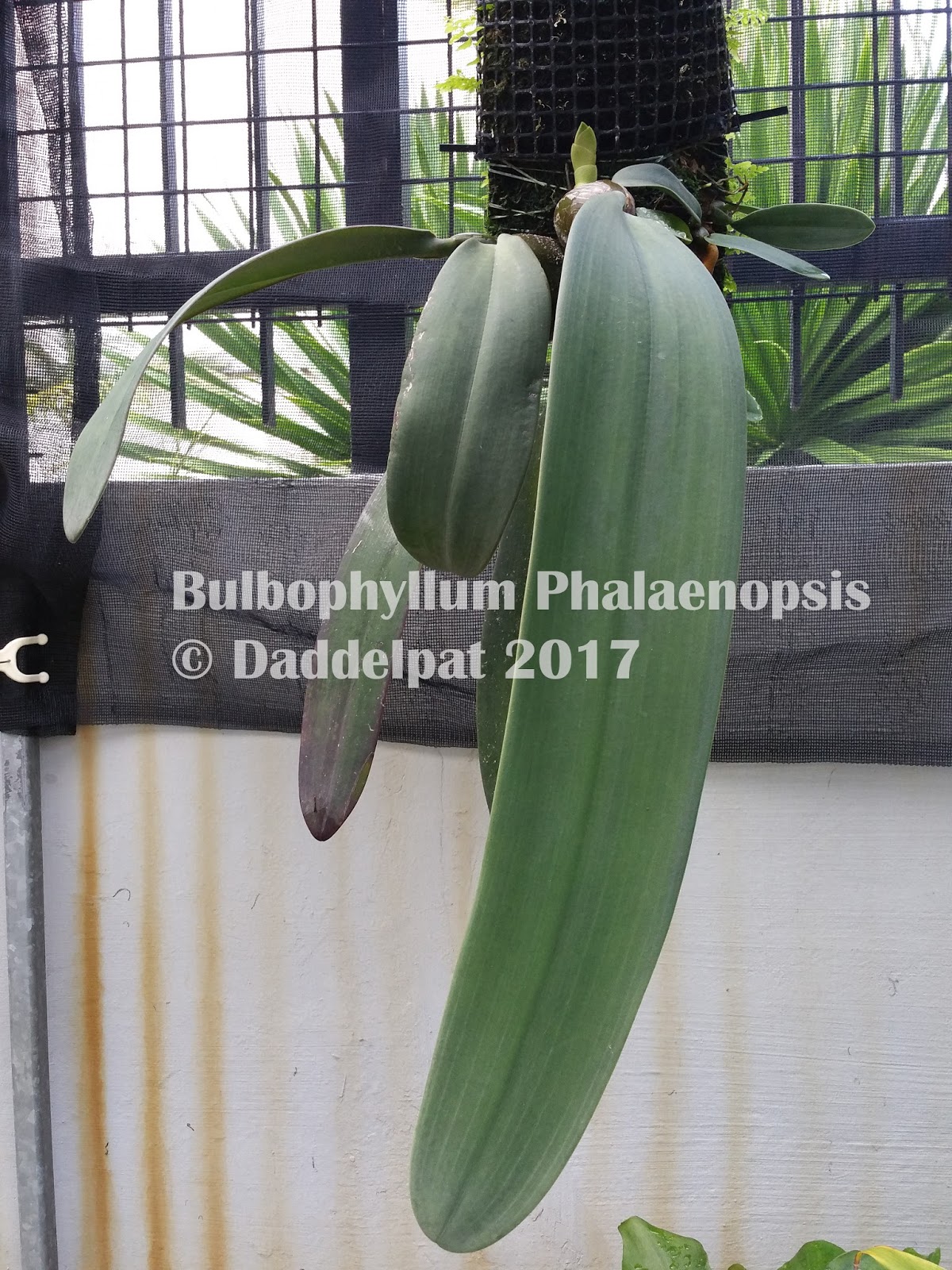 Daddel's Thumbprints: 2017-04-16