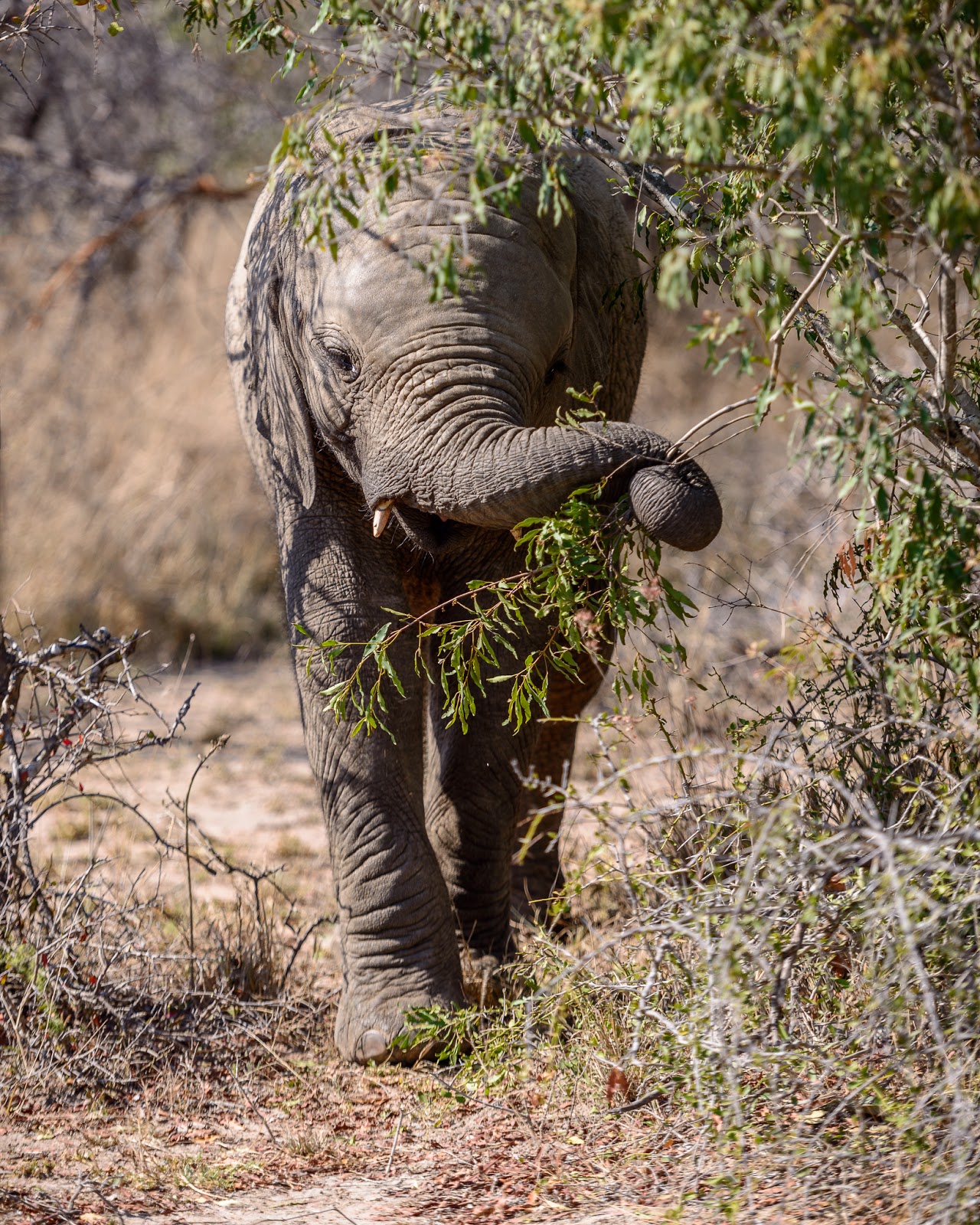 Martin Tyler's Blog: Leopard Hills Safari Adventure