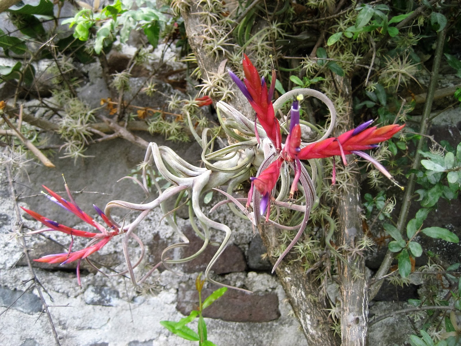 Living Rootless: Lake Atitlan, Guatemala: Santa Cruz, Quiet Scenes at the Dock