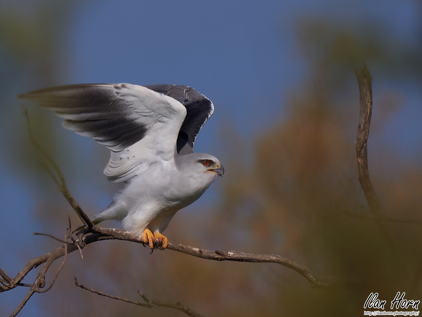 Black-Winged Kite