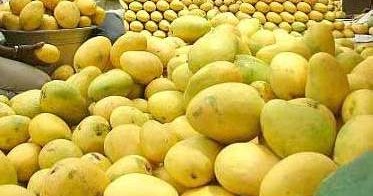 MANGO TREES: Mango ripening process