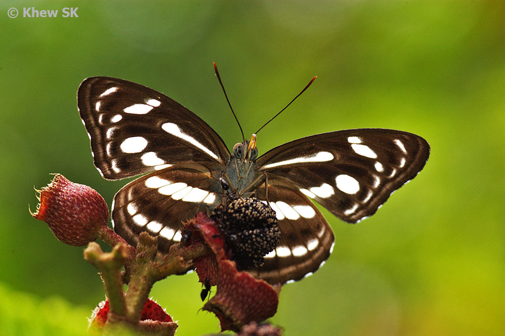 Butterflies of Singapore: Sergeants of Singapore